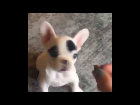 Steam Community :: Video :: frenchie high five