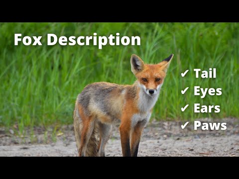 Fox Description | Tail | Eyes | Ears