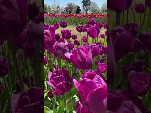 5 million Tulips !Holland,MI. #holland #tulip