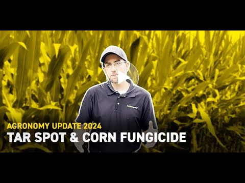 Tar Spot and Corn Fungicide