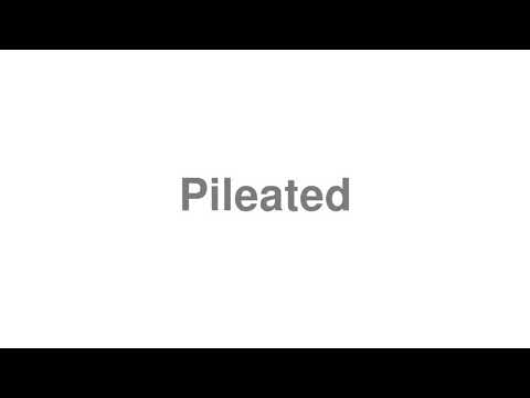 How to Pronounce "Pileated"