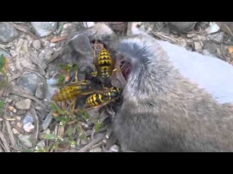 wasps eating a dead mouse – besthike.com