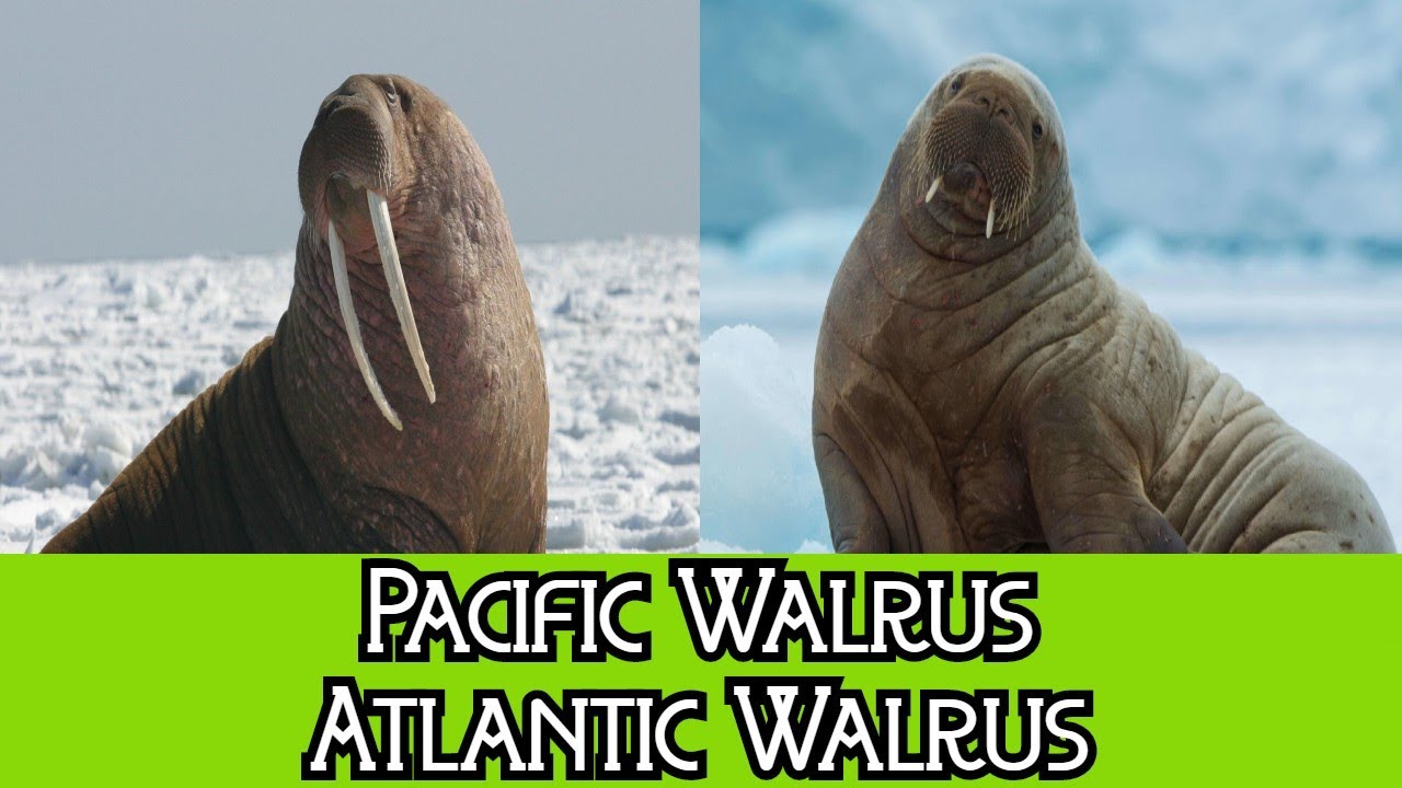 Pacific Walrus & Atlantic Walrus - The Differences