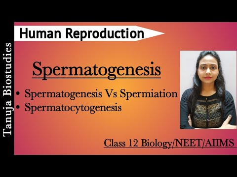 Human Reproduction - Spermatogenesis | Spermiogenesis Vs Spermiation | Spermatozoa | Class 12 /NEET