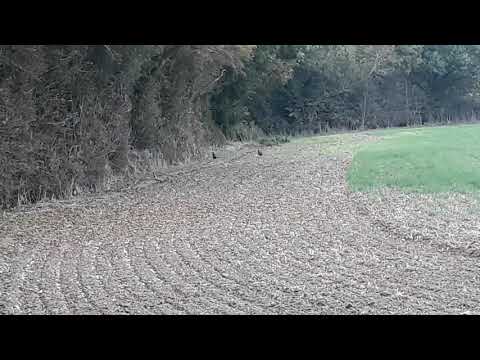 pheasant spiritual meaning