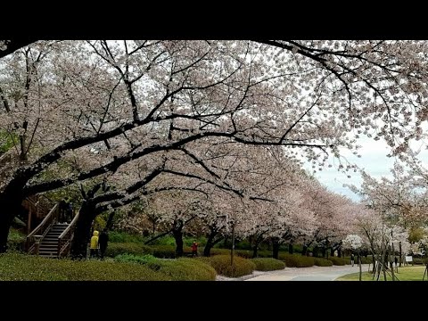 Spring Walk: Dream Forest