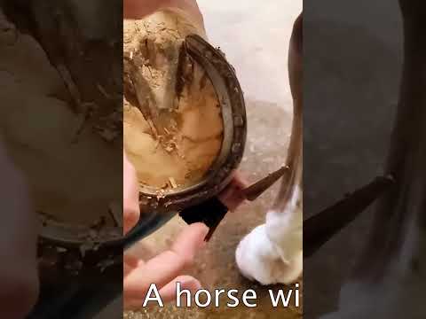 Secrets to Healthy Horse Hooves  Spotting Signs History of Laminitis