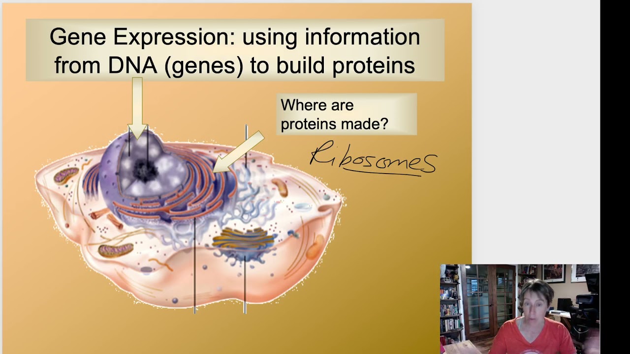 Understanding Gene Expression: The Blueprint of Life | Galaxy.ai