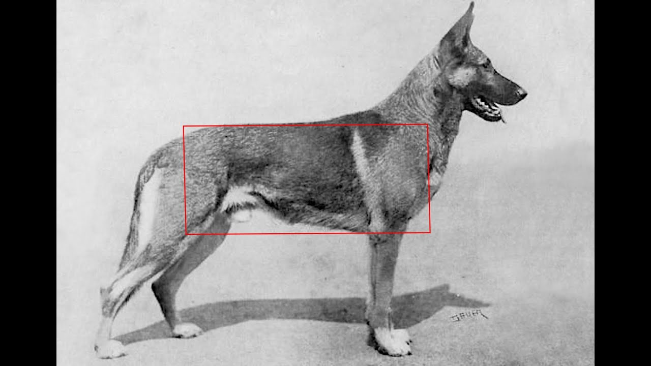 Bracket's Line breeding formula explained: the Rule of Five