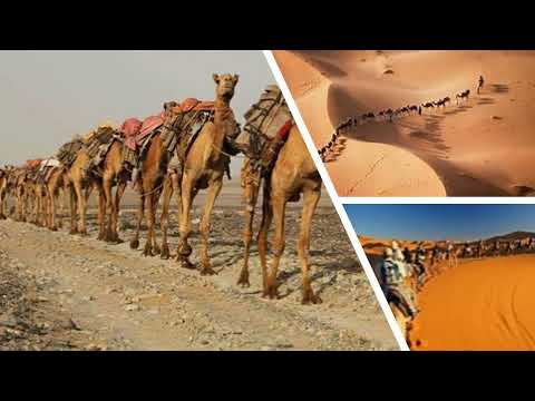 Trade across the Sahara Desert#History Grade7