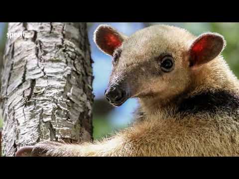 Details about Anteater Specific information about animals Animal wikipedia series