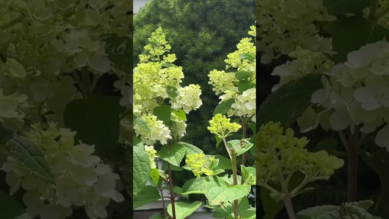 Moon rock panicle hydrangea, JULY 2005 🪴GORGEOUS!! #paniclehydrangea #shorts