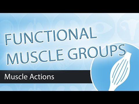 Muscle Actions- Functional Groups
