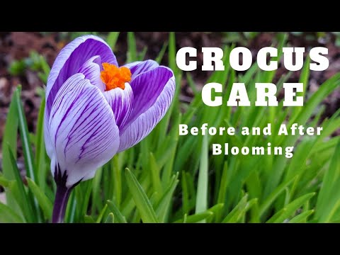 Caring for Crocus Flowers Before and After They Flower 💜