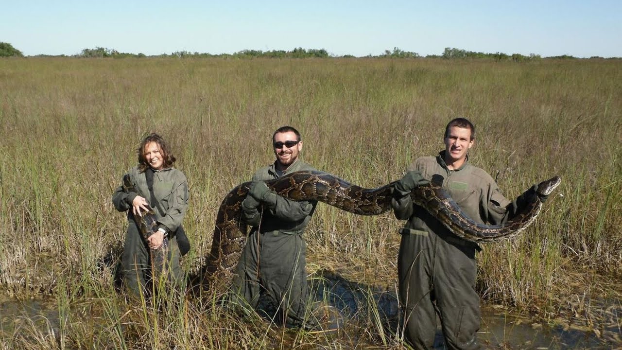 Burmese Python in Florida is Dangerous because..