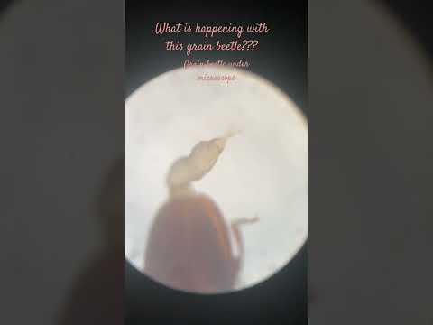 What is happening with this grain beetle???