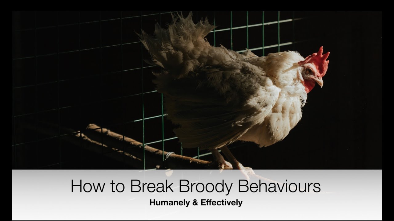 How to stop a broody hen | Sez the Vet