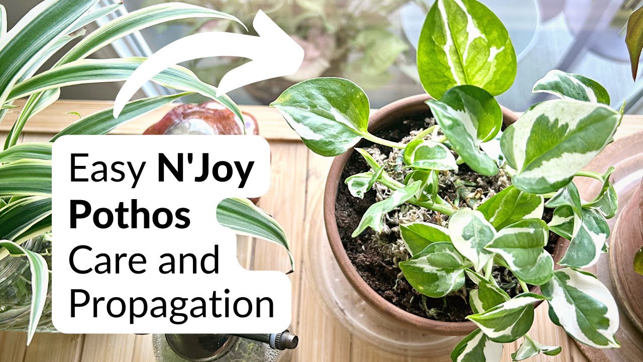 Easy N'Joy Pothos care and propagation | The cutest little pothos 💚😍