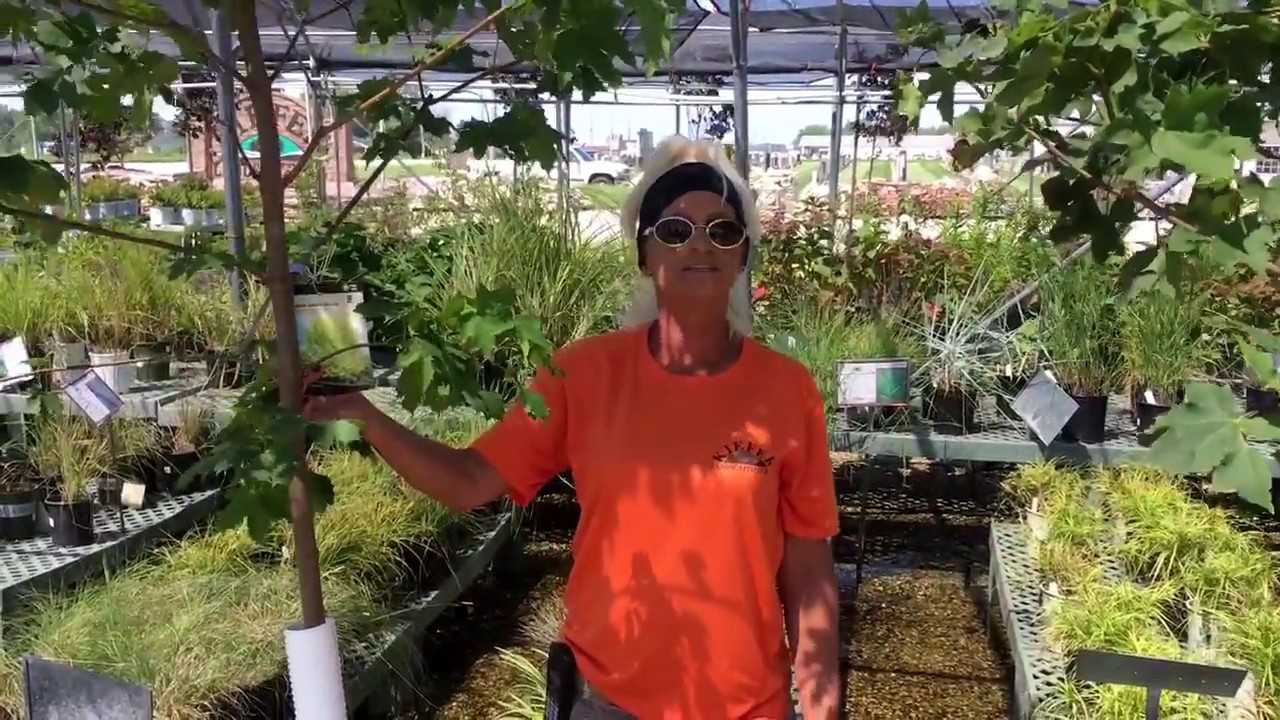 Kiefer Landscaping - Princeton Golden Maple