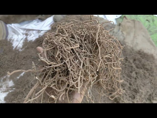 Herbal Roots - Asparagus Racemosus Roots Manufacturer from Neemuch