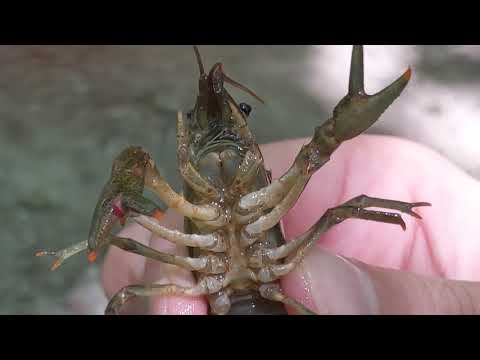 All About Crayfish