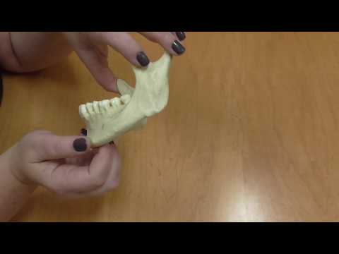 The Mandible