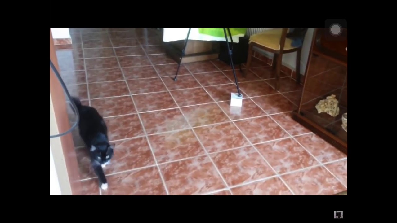 Cat meowing but it’s earrape