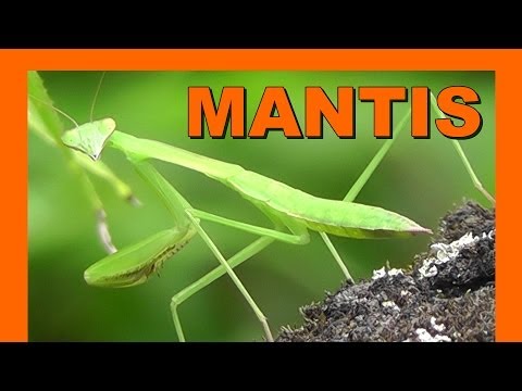 🐝 Green praying mantis 緑色のカマキリ - Real Japan Monsters 日本のモンスター
