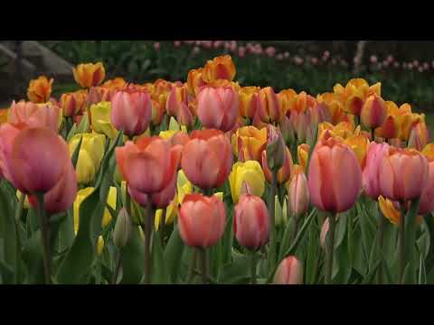 May Flowers 4K