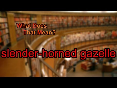 What does slender-horned gazelle mean?