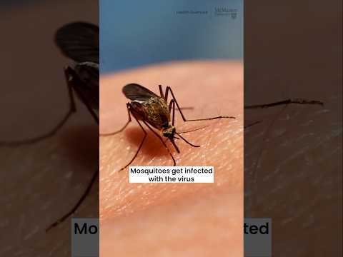 ! West Nile ! Here's what you need to know #shorts #westnile #machealthsci