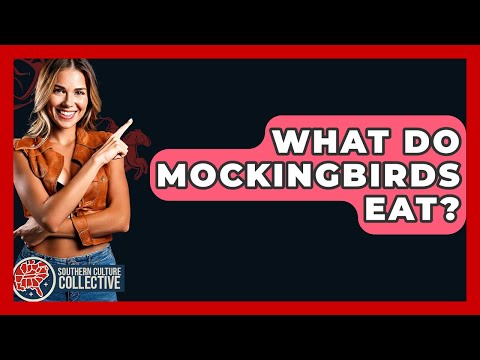 What Do Mockingbirds Eat? - Southern Culture Collective
