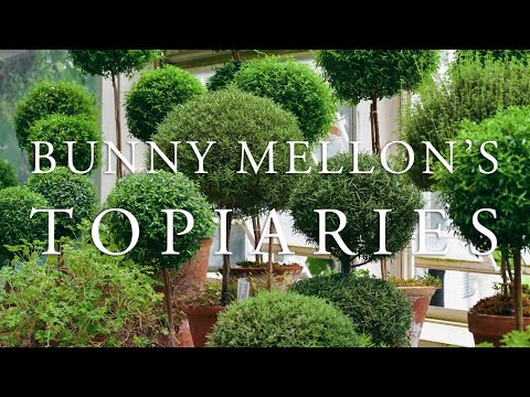 Bunny Mellon's Topiaries – History