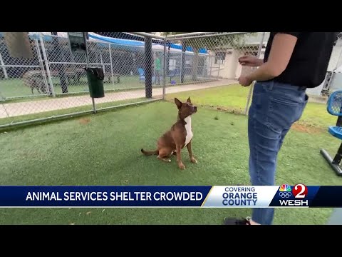 Orange County Animal Services seeks 'urgent' help to adopt, foster pets