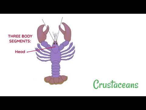 Arthropods