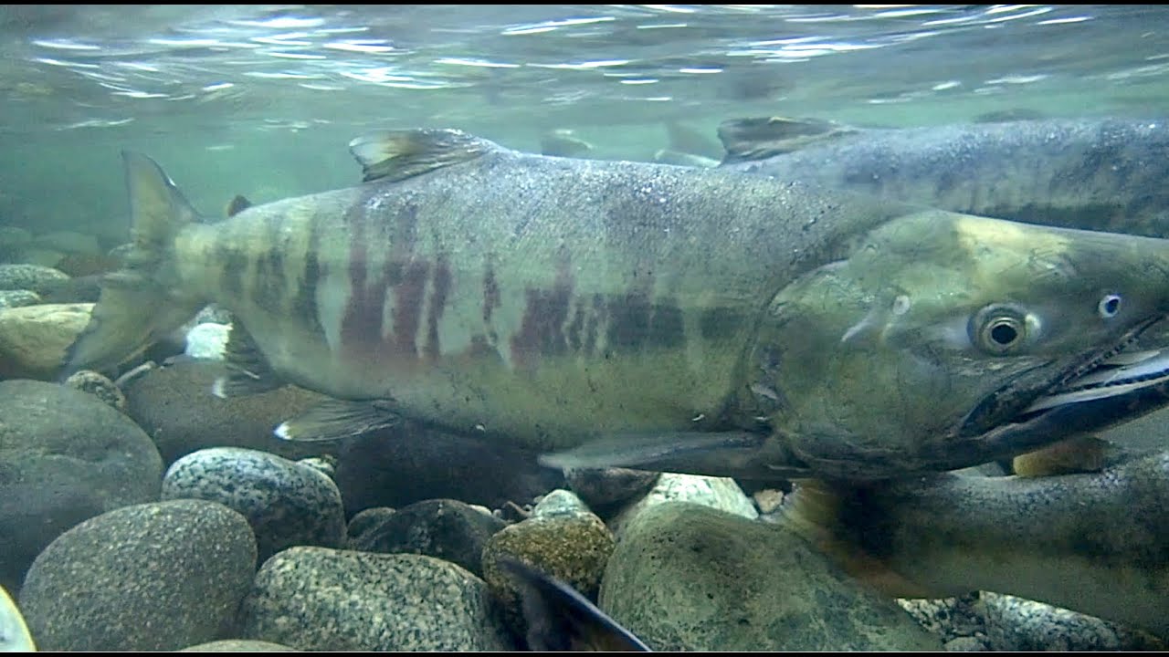 Pacific Salmon and their Circle of Life