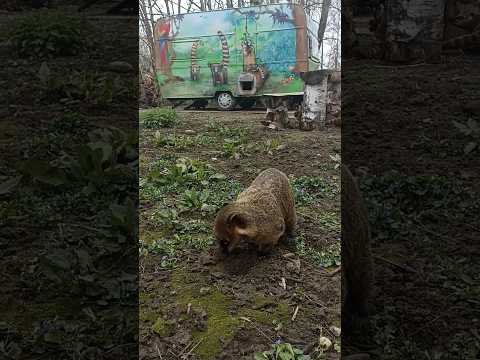 Cute coati sounds growling and beeping #coati #animalsounds #animalsofinstagram