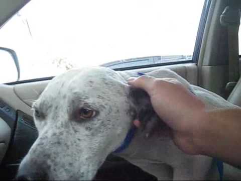 Rescued today by Eldad Hagar :-) #dogrescue