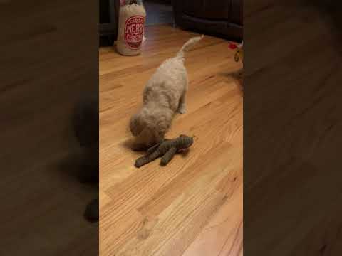 Golden Doodle Puppies For Sale in Lumberton, NC