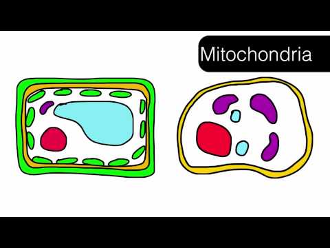 Parts of the Cell