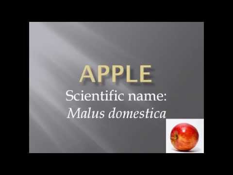 Pronunciation, Picture and Scientific name of fruit APPLE