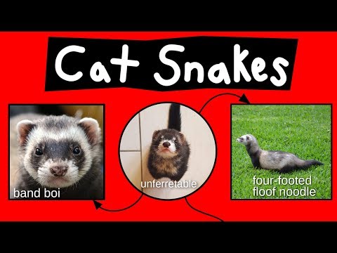 Cat Snakes, Noodle Bears, & Bandit Bois - Internet Names for Ferrets