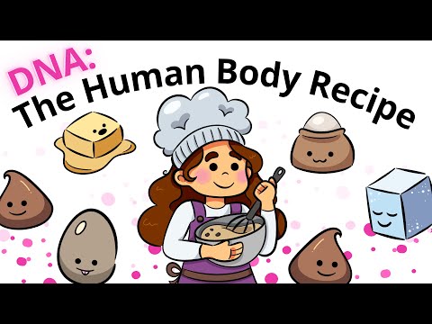 DNA: The Human Body Recipe