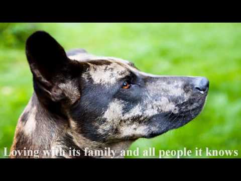 How To Spread The Word About Your Catahoula Leopard Dog