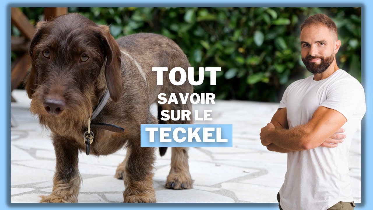 Race de chien Teckel : caractère, dressage, comportement, santé de ce chien de race...