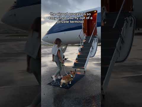 HOW TO FLY WITH YOUR DOG TO THE UK #k9 #travel #dog #pet #petransport