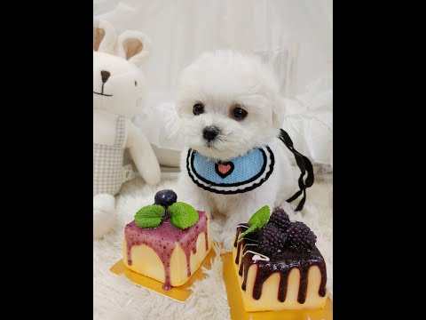 Puppy for sale : The Parents of our Bichon Frise l Petsmate
