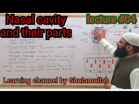 Nasal cavity | olfactory region | cribriform | pseudostratified @learningchannel8254 #respiratory