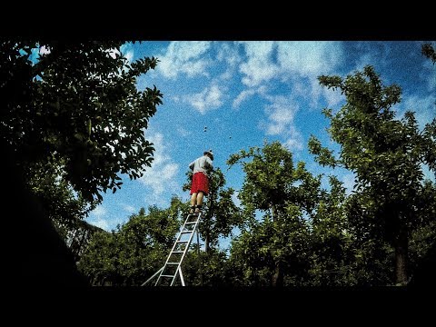 Pracovní den na sadu - APPLE THINNING (NZ#6)
