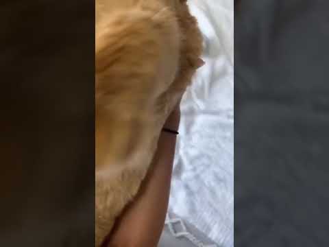 fat CAT πΊπΊ